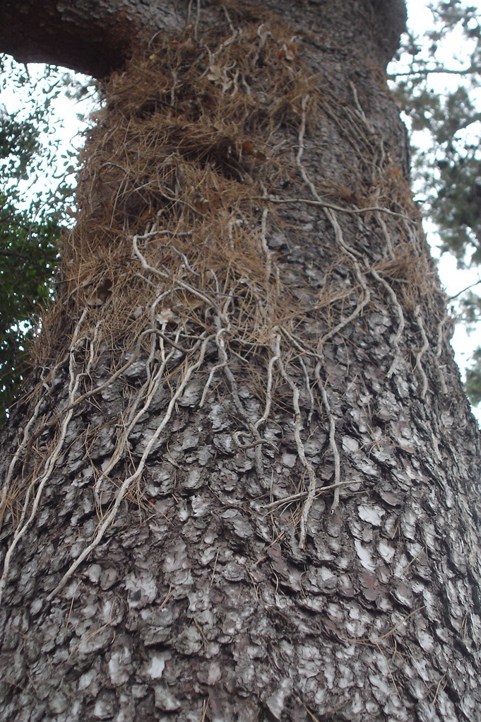 Tree Trunk | Pics4Learning