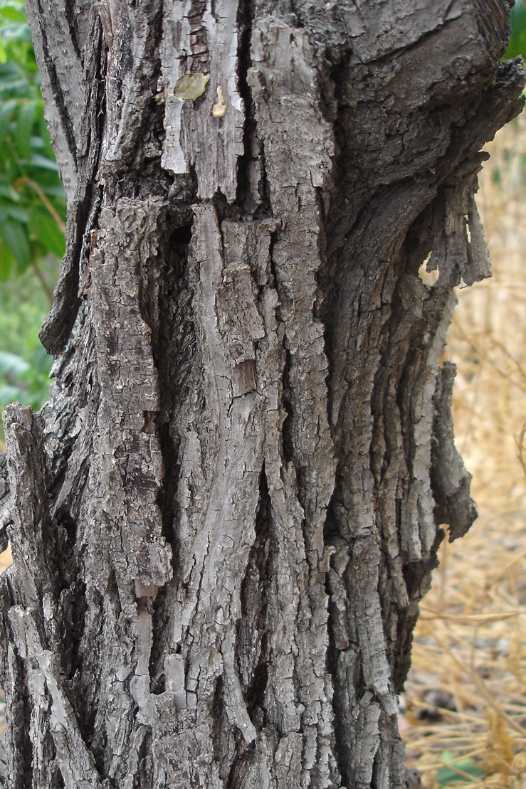 Tree Trunk | Pics4Learning