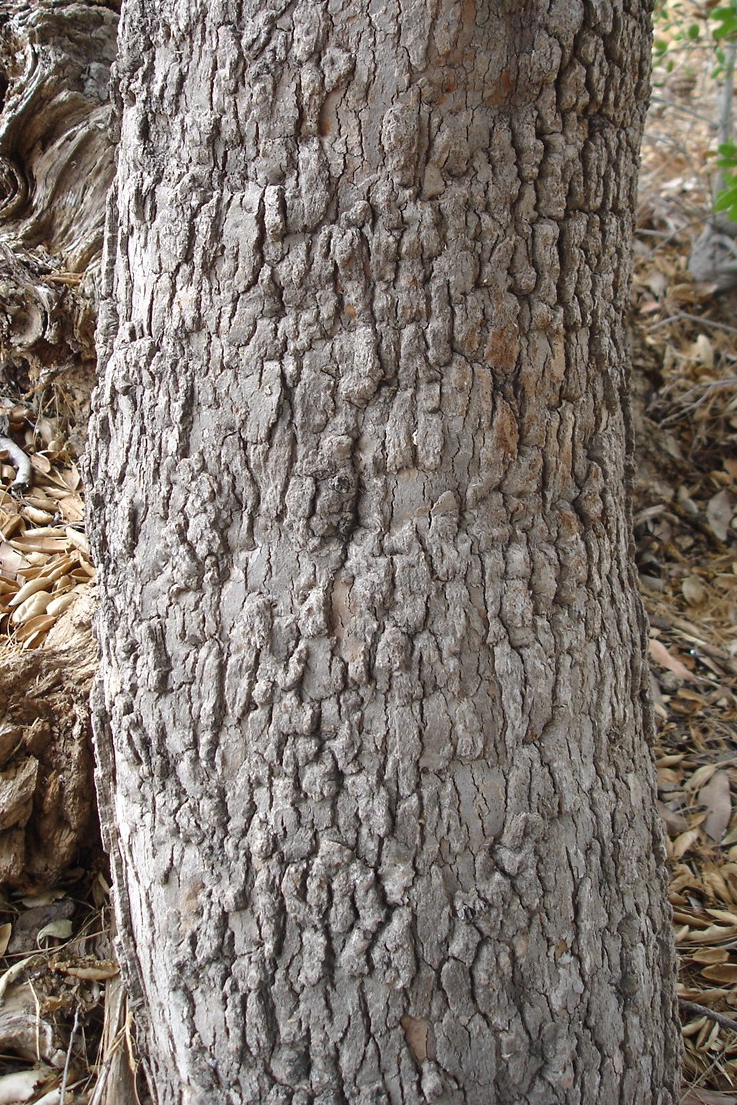 Tree Bark | Pics4Learning