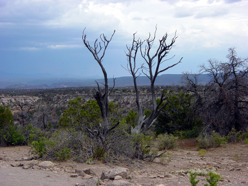 Sparse rainfall did not favor tree growth. | Pics4Learning