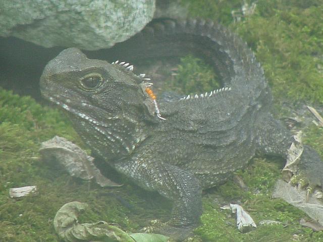 Tuataura | Pics4Learning