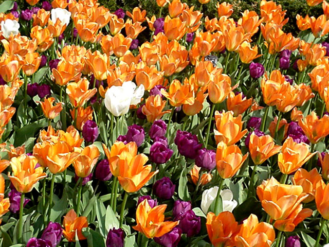 Tulips | Pics4Learning