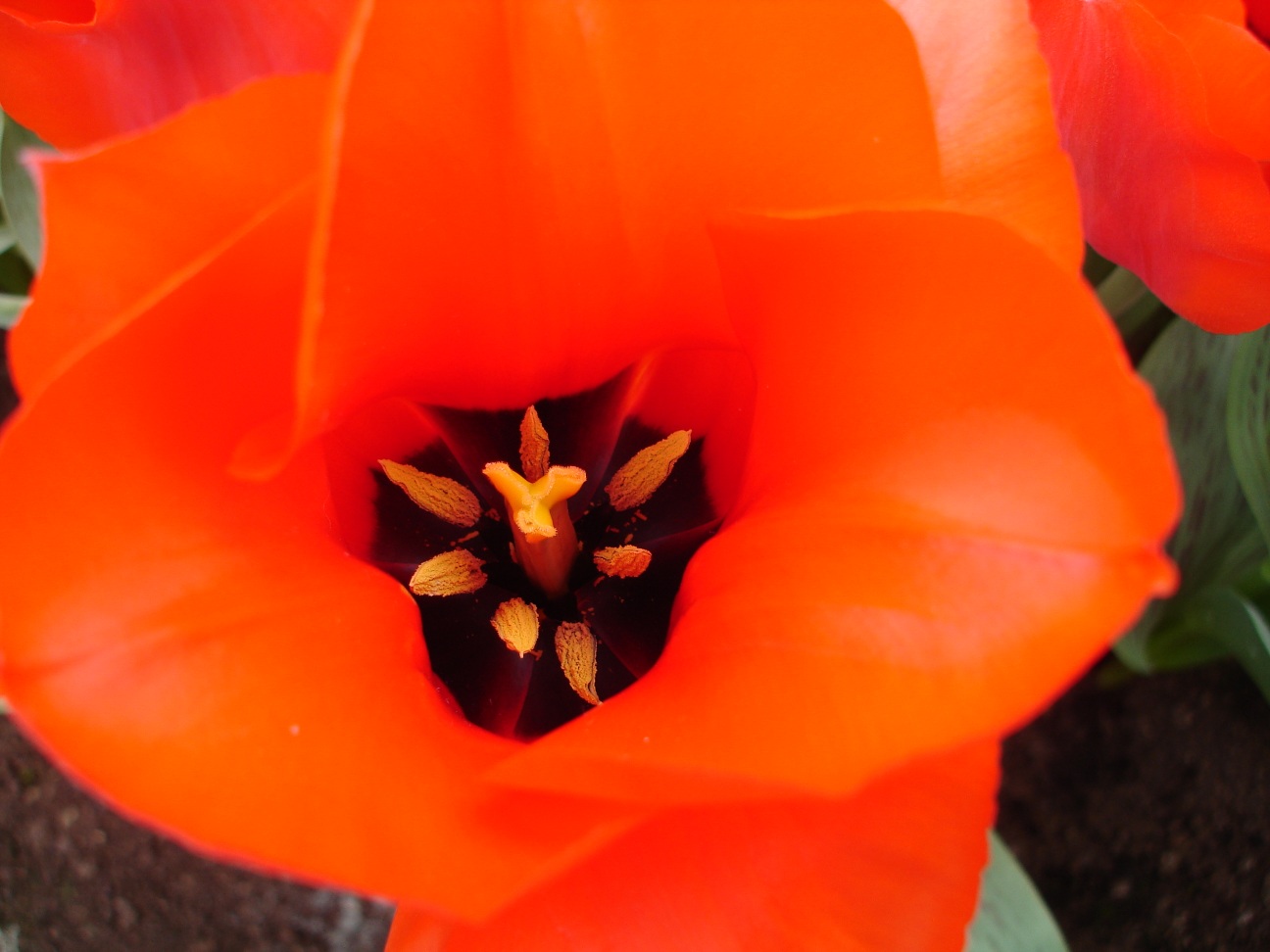 Tulip Close Up | Pics4Learning