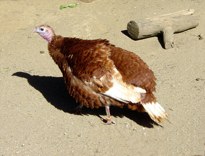Turkey, female | Pics4Learning