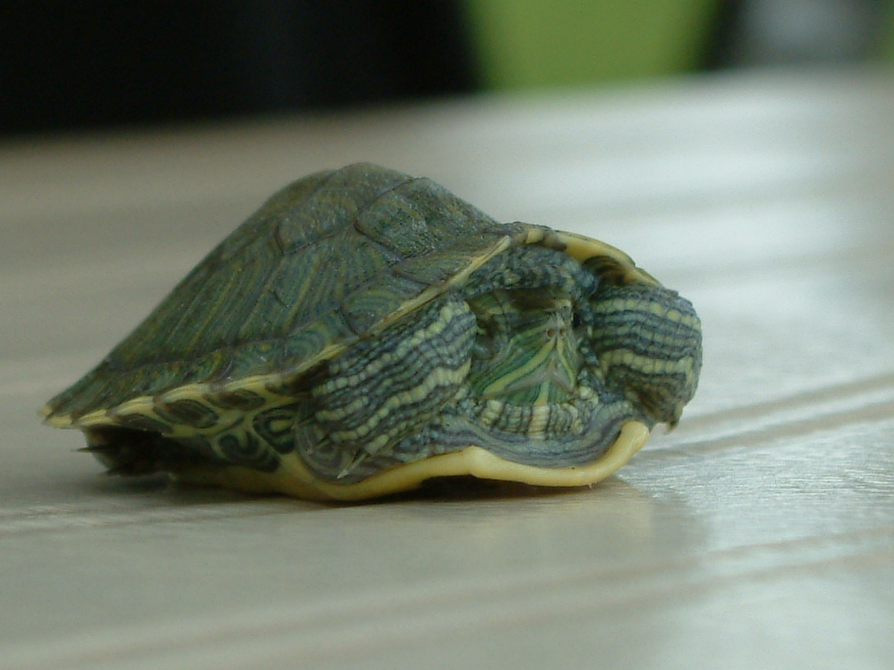 Turtle11 | Pics4Learning