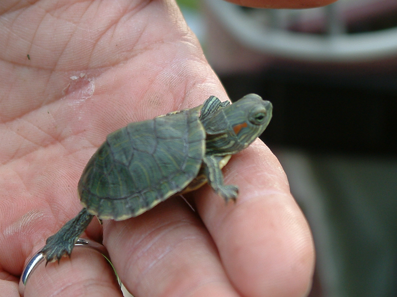 Turtle13 | Pics4Learning