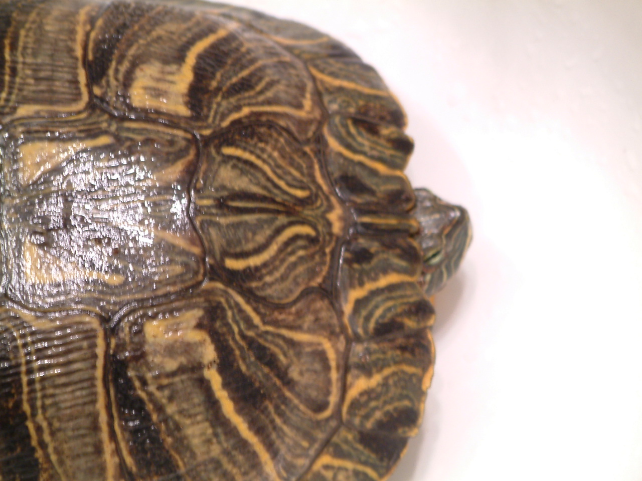 Turtle14 | Pics4Learning