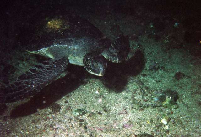 Turtle swims by | Pics4Learning