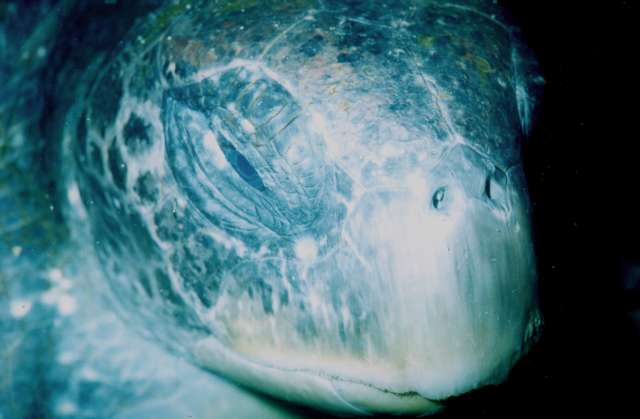 Turtle close-up | Pics4Learning