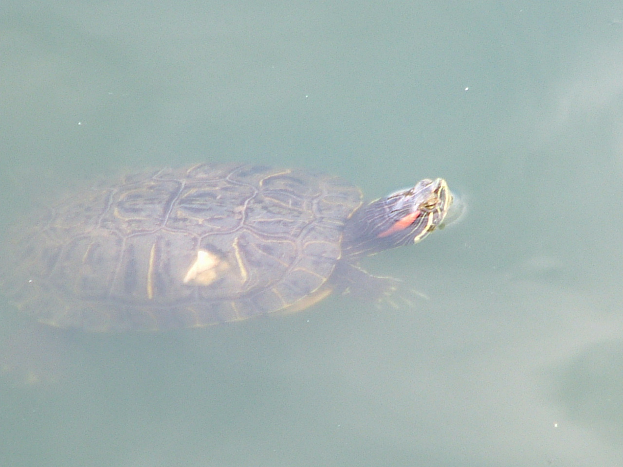 Turtle9 | Pics4Learning