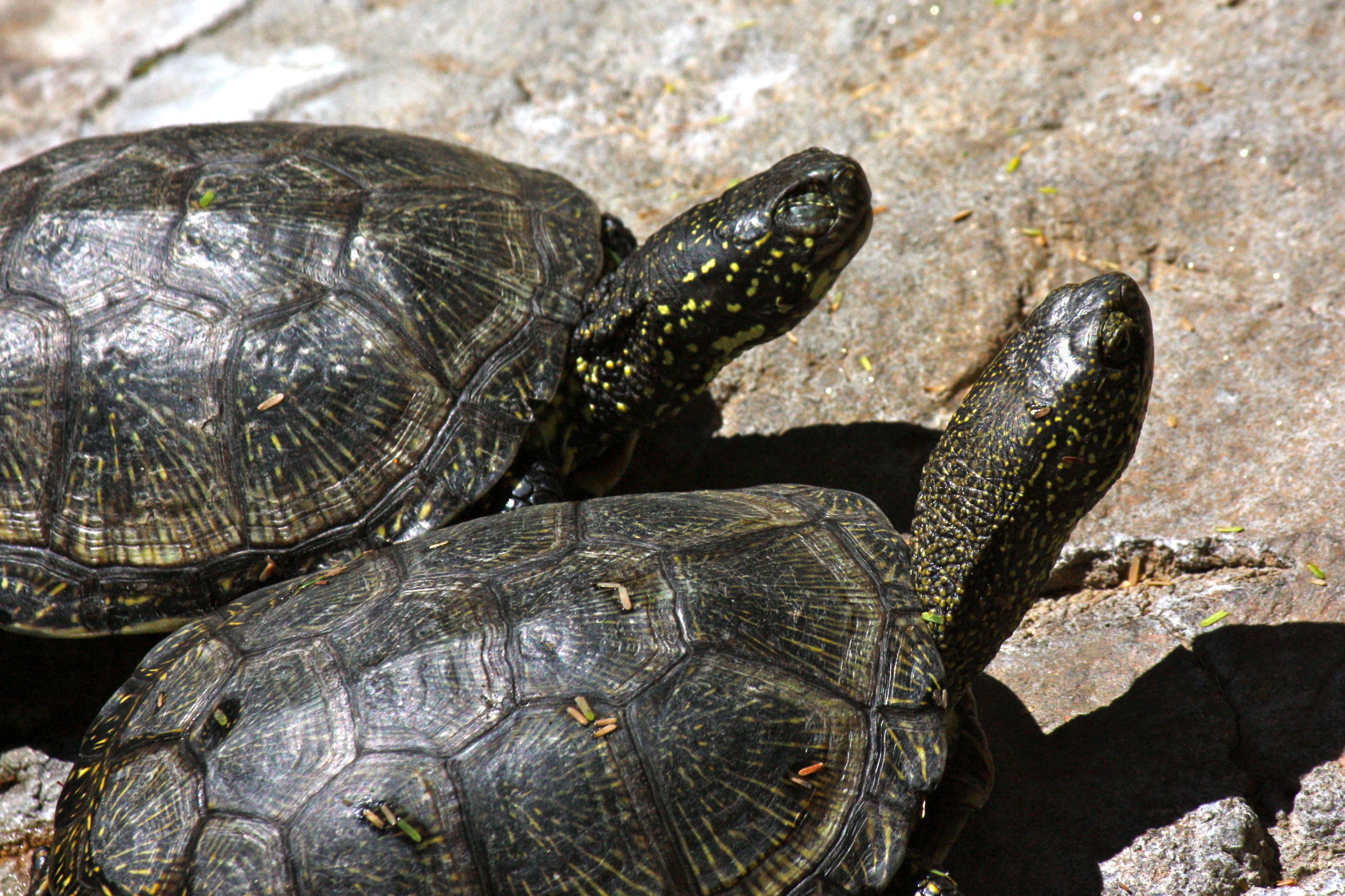 Basking Turtles | Pics4Learning