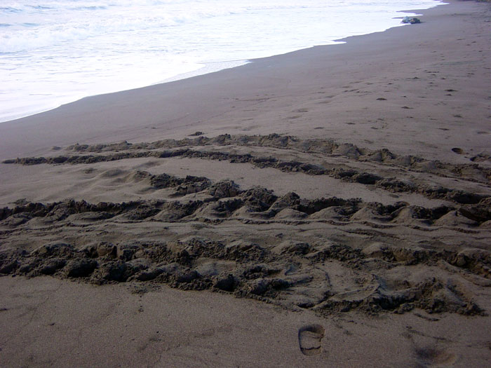 A green sea turtle leaves tracks on the beach on her way to dig a nest ...