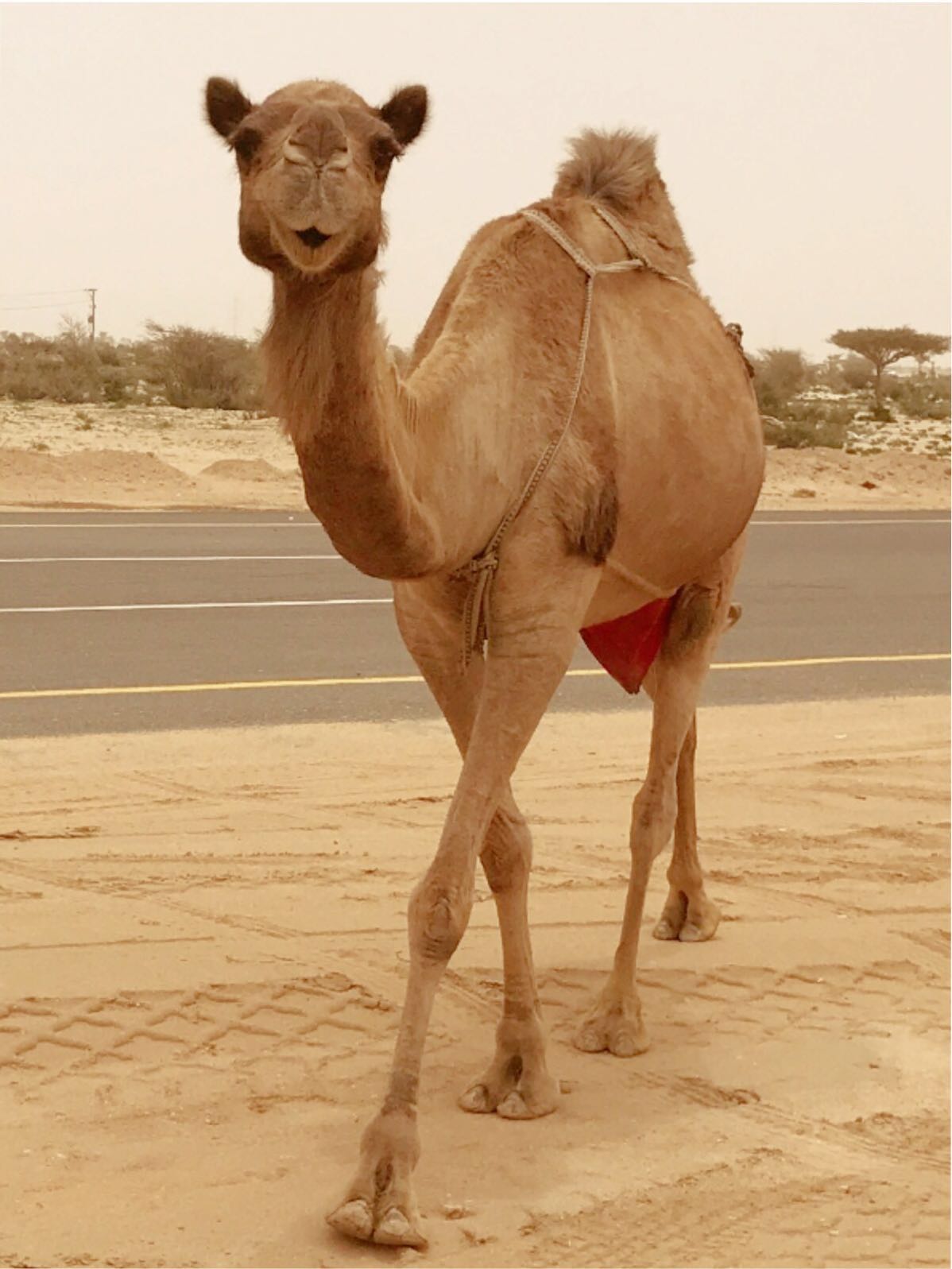 A Camel in the Desert | Pics4Learning