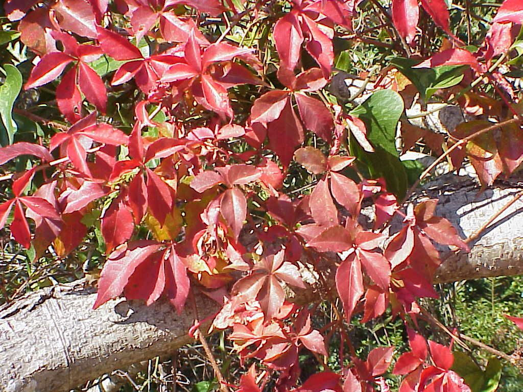 Virginia Creeper | Pics4Learning