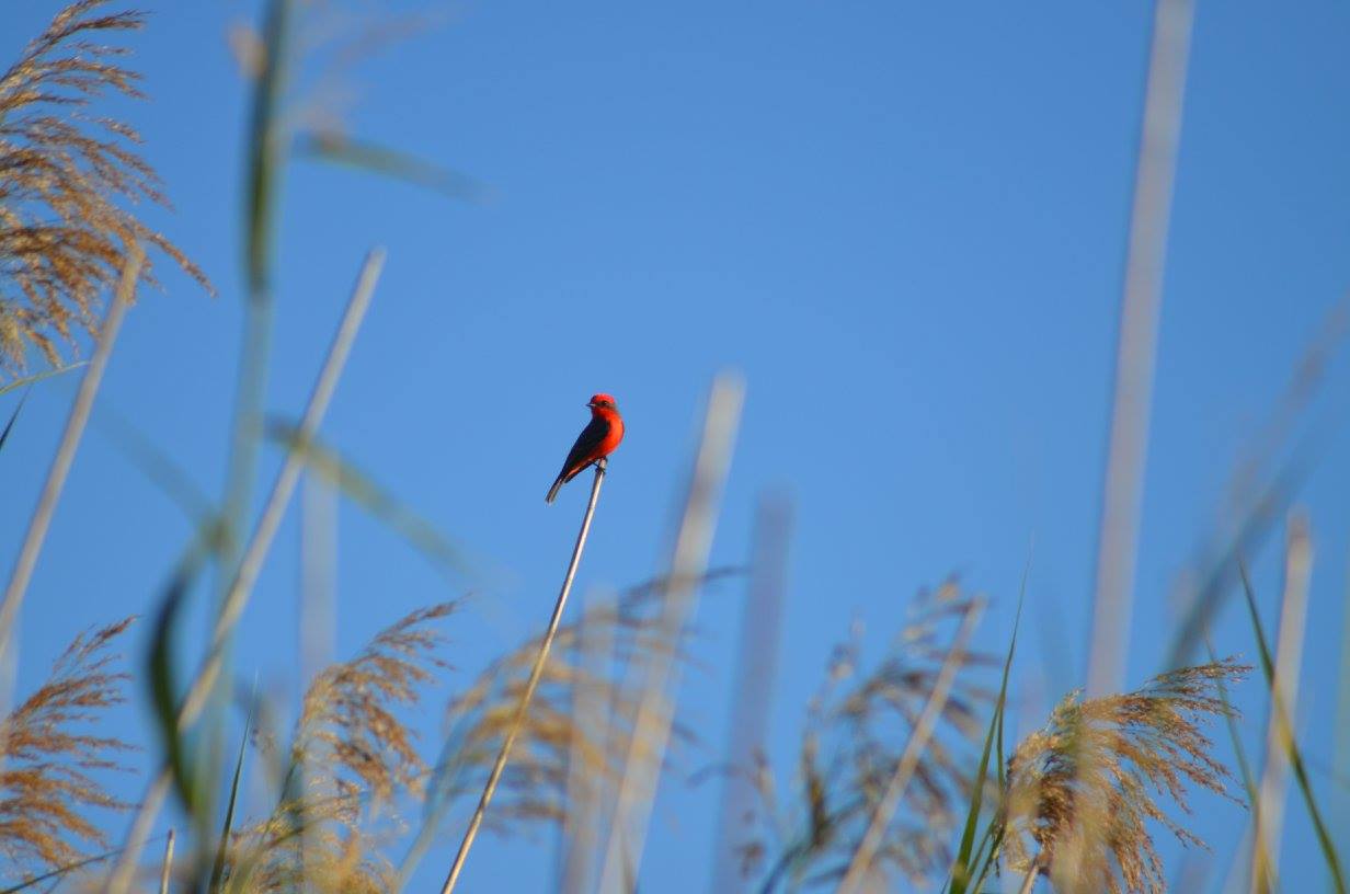 Vermilion Fly Catcher | Pics4Learning