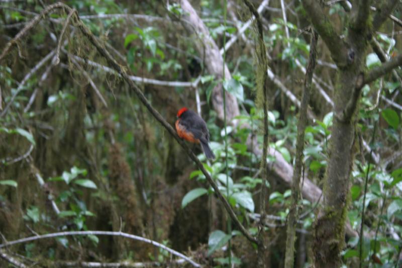 vermillion fly catcher | Pics4Learning