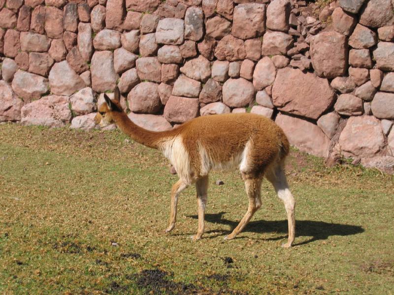 Vicuna | Pics4Learning
