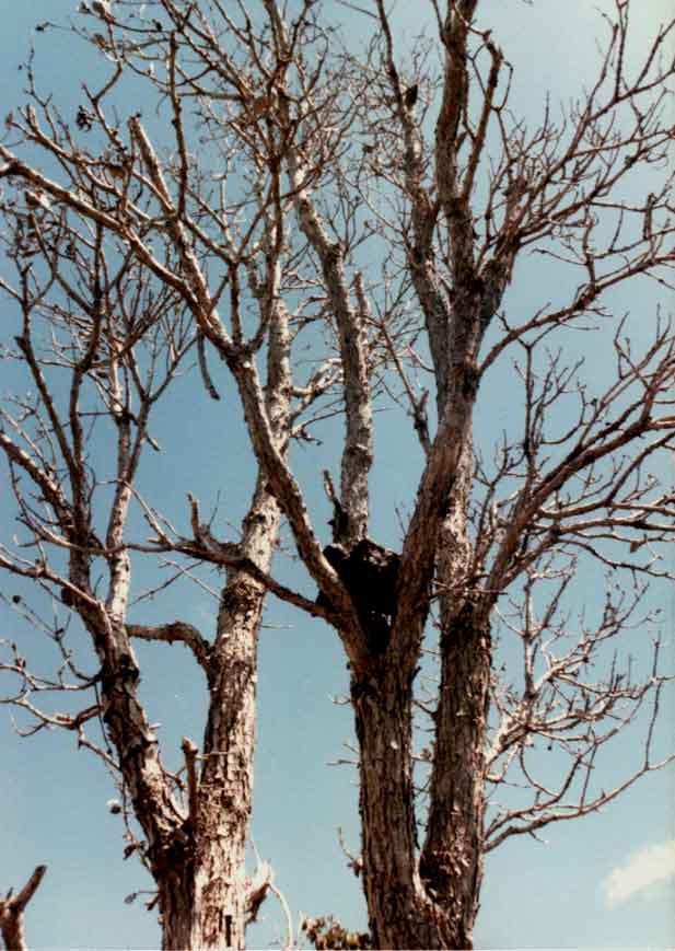 volcanic bomb in tree | Pics4Learning