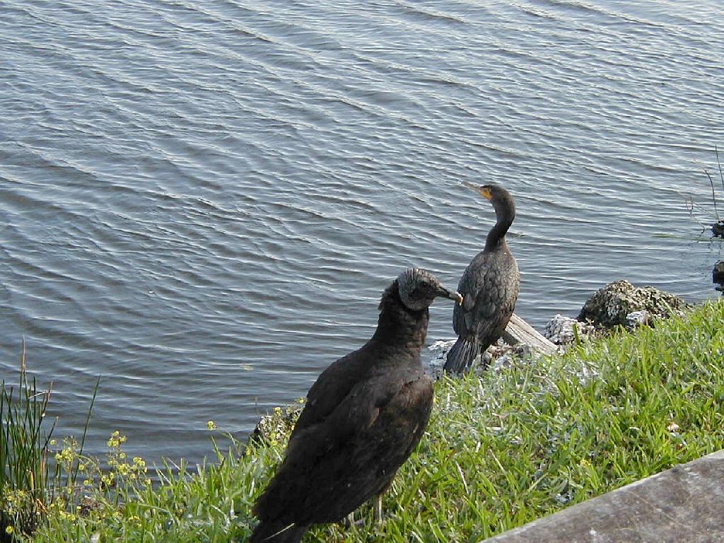 Vulture and Comorant | Pics4Learning