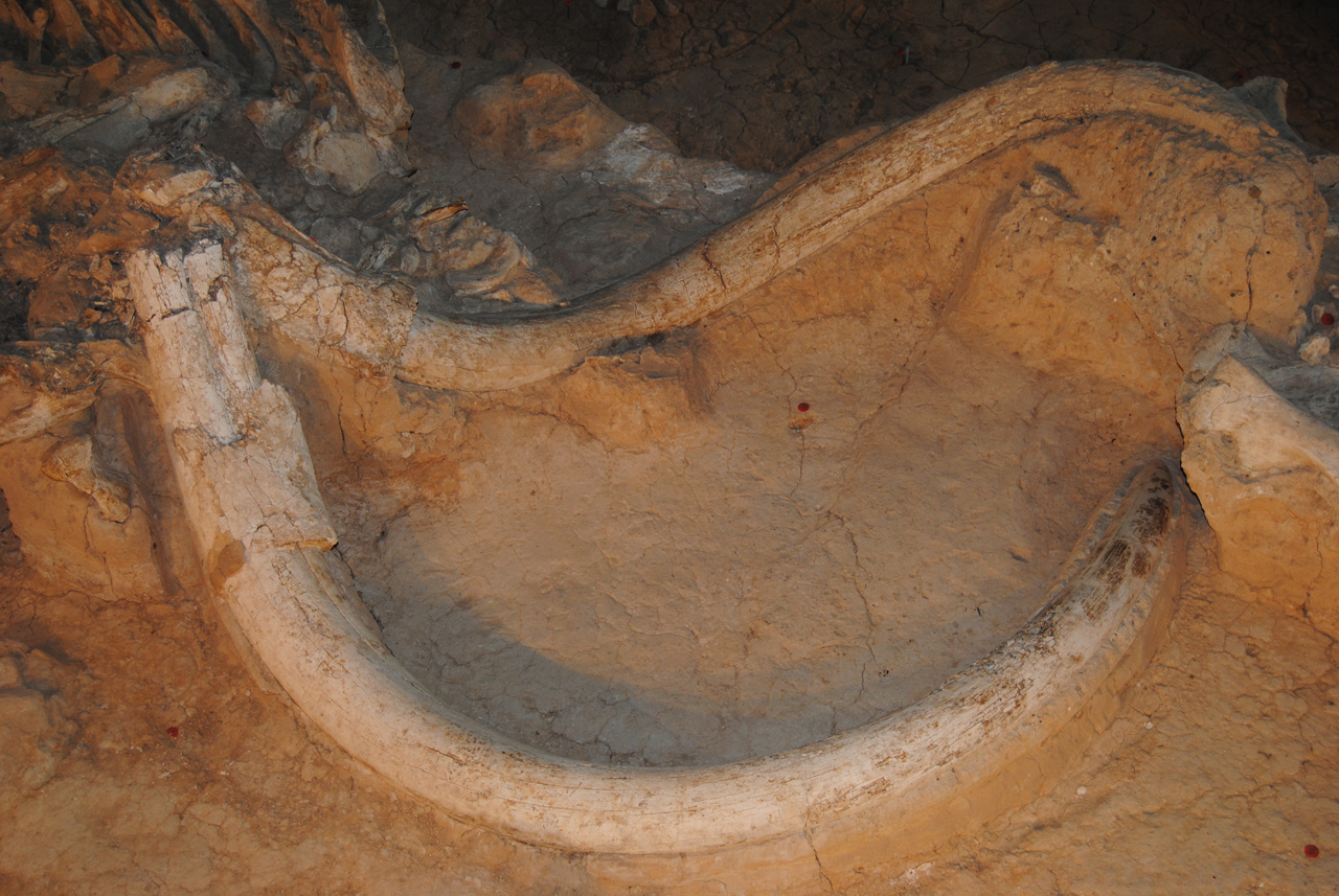 Columbian Mammoth Tusks | Pics4Learning