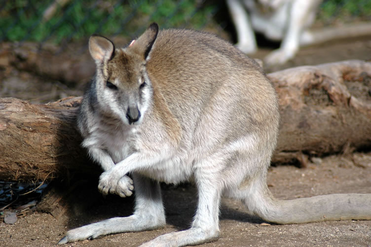 wallaby | Pics4Learning