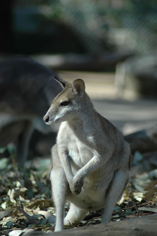 wallaby | Pics4Learning