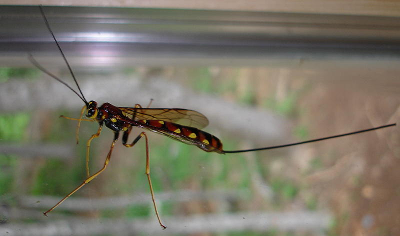 Colorful Wasp | Pics4Learning