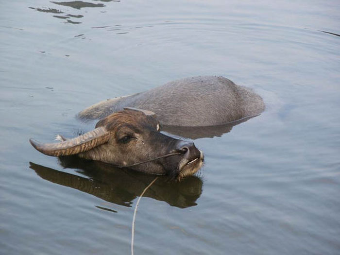 Water buffalo in a pond | Pics4Learning