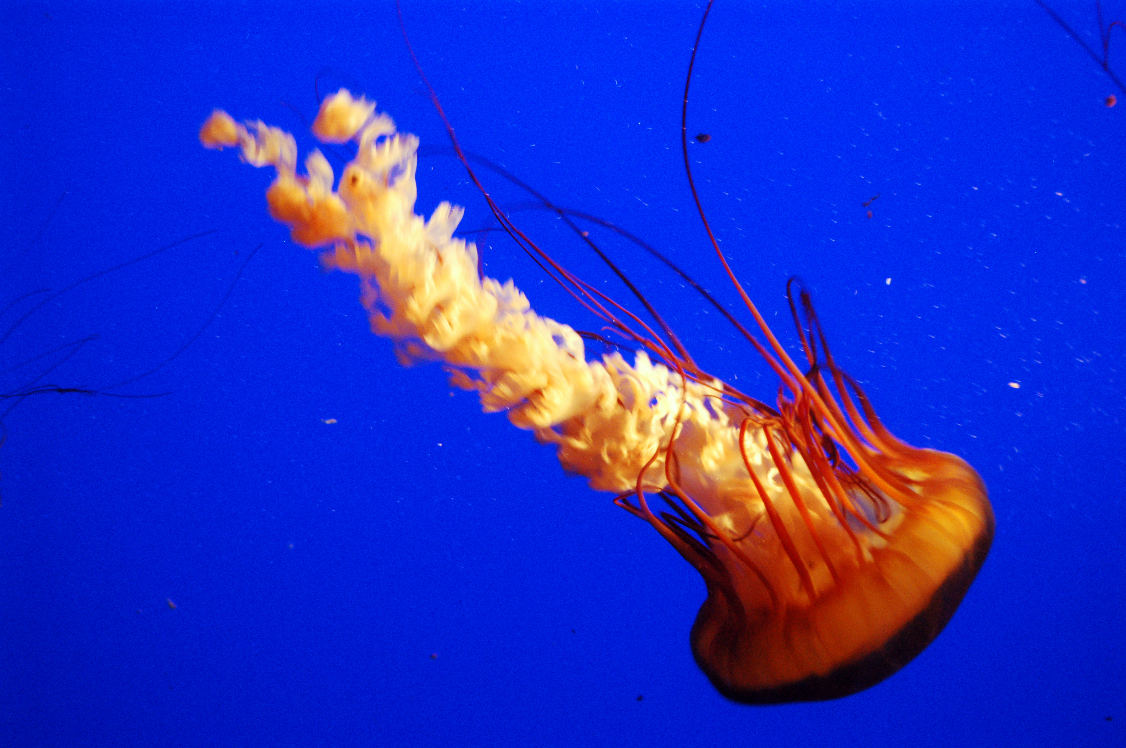 West Coast Sea Nettle | Pics4Learning