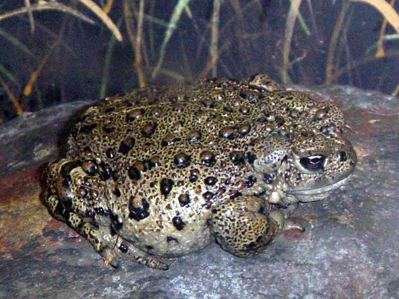 Western Toad | Pics4Learning