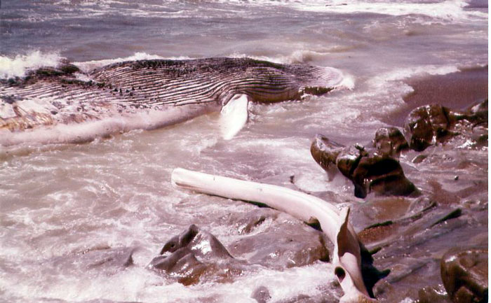 Stranded whale, decomposed, with (jaw?) bone floating nearby ...