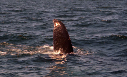 Humpback Whale wave | Pics4Learning