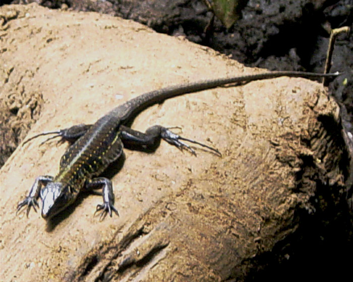 Western whiptail lizard | Pics4Learning