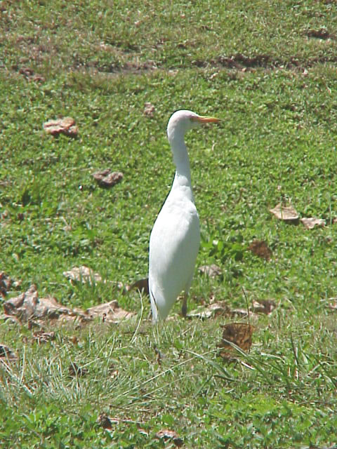 White Crane | Pics4Learning