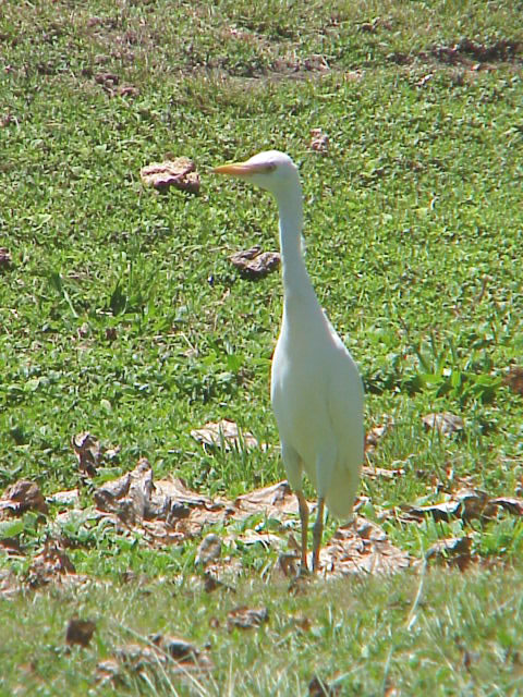 White Crane | Pics4Learning