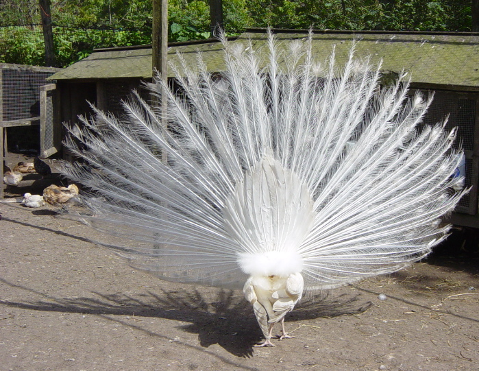 White Peacock (back) | Pics4Learning
