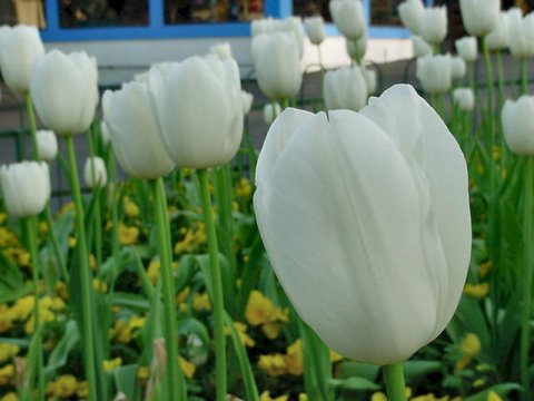 White Tulips | Pics4Learning
