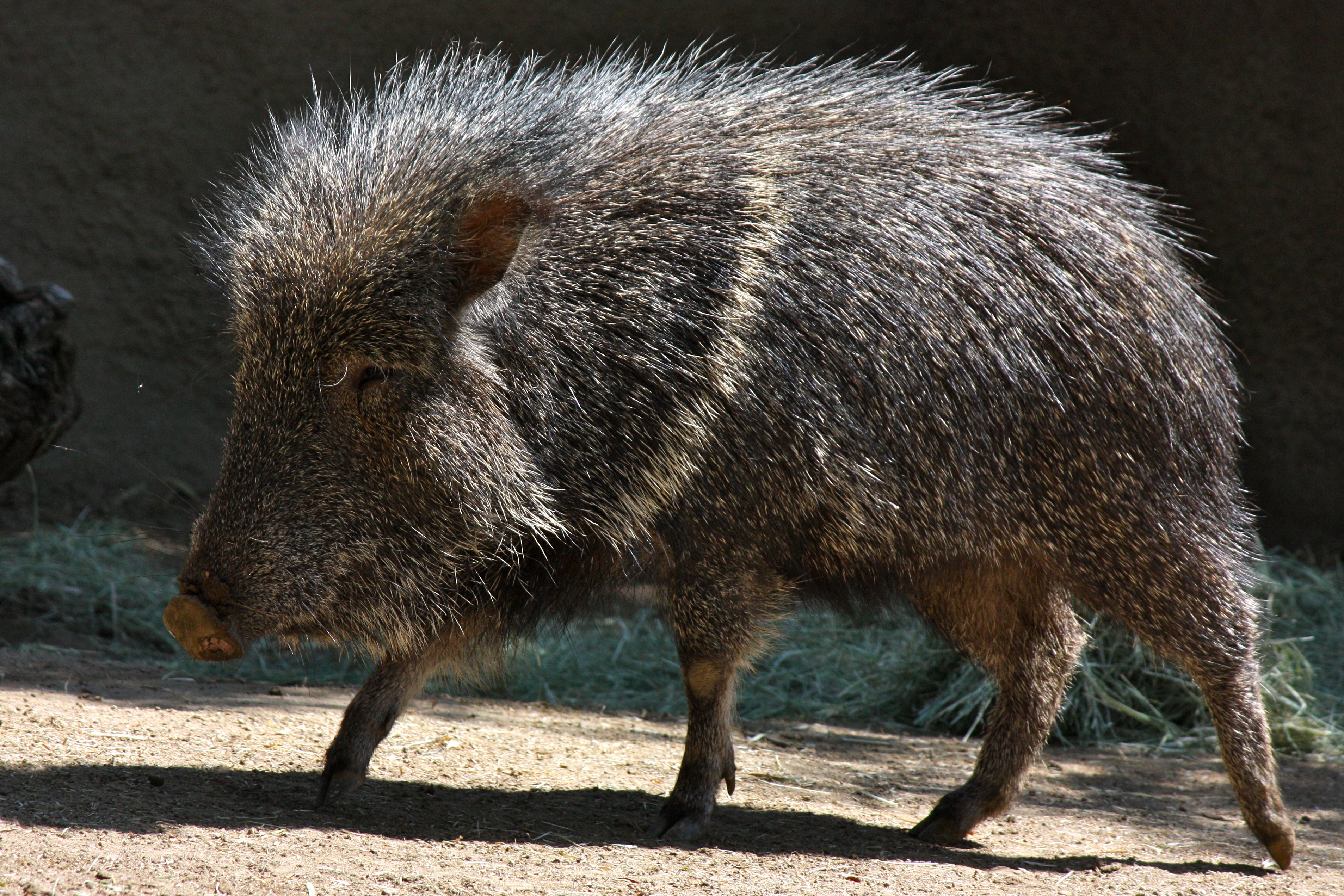 Wild Pig | Pics4Learning
