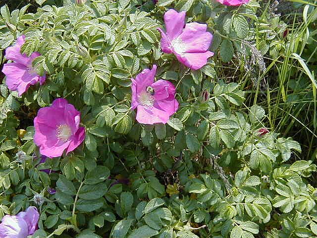 Wild Rose | Pics4Learning