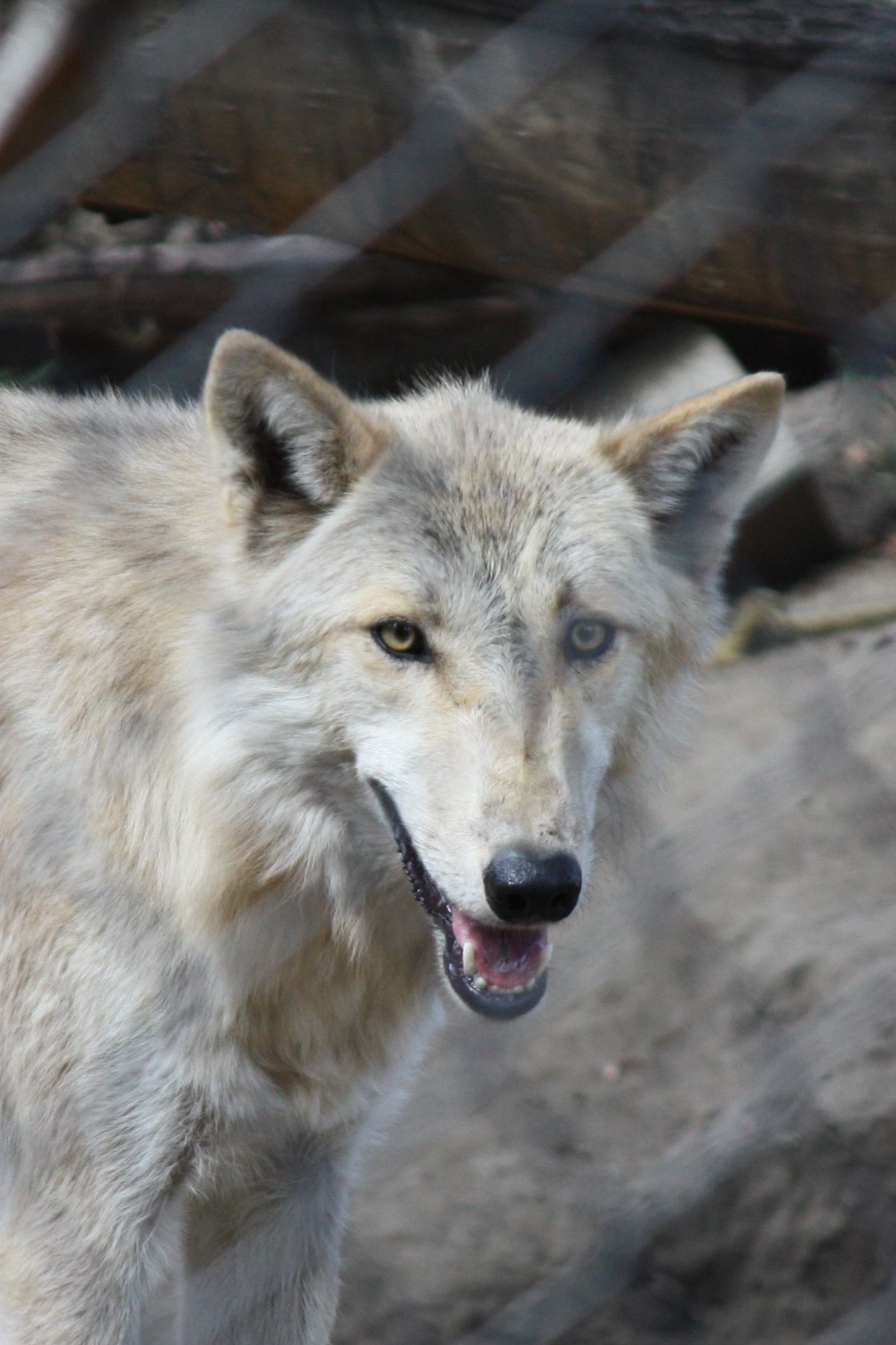 Grey Wolf | Pics4Learning