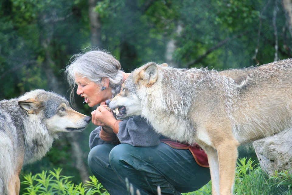 Wolf Trainer | Pics4Learning