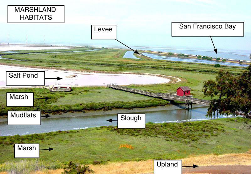 View of the different parts of the marshland environment with labels ...