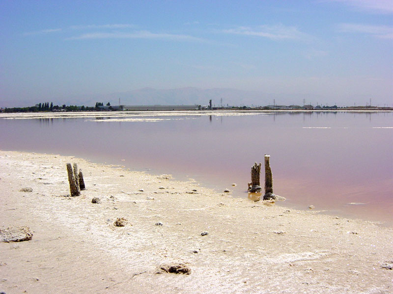 Salt crystals forming on logs | Pics4Learning