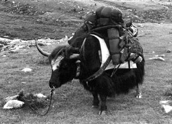 Free Photos for Education | Pics4Learning