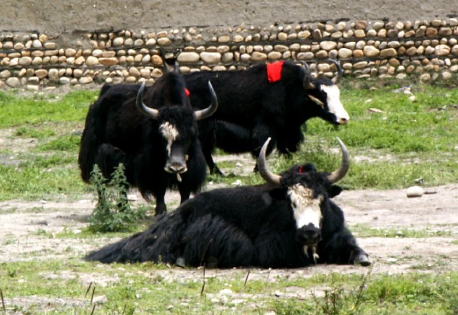 Yaks | Pics4Learning