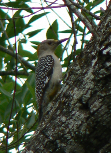 Yellow-faced Woodpecker | Pics4Learning