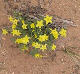 yellow desert flower | Pics4Learning