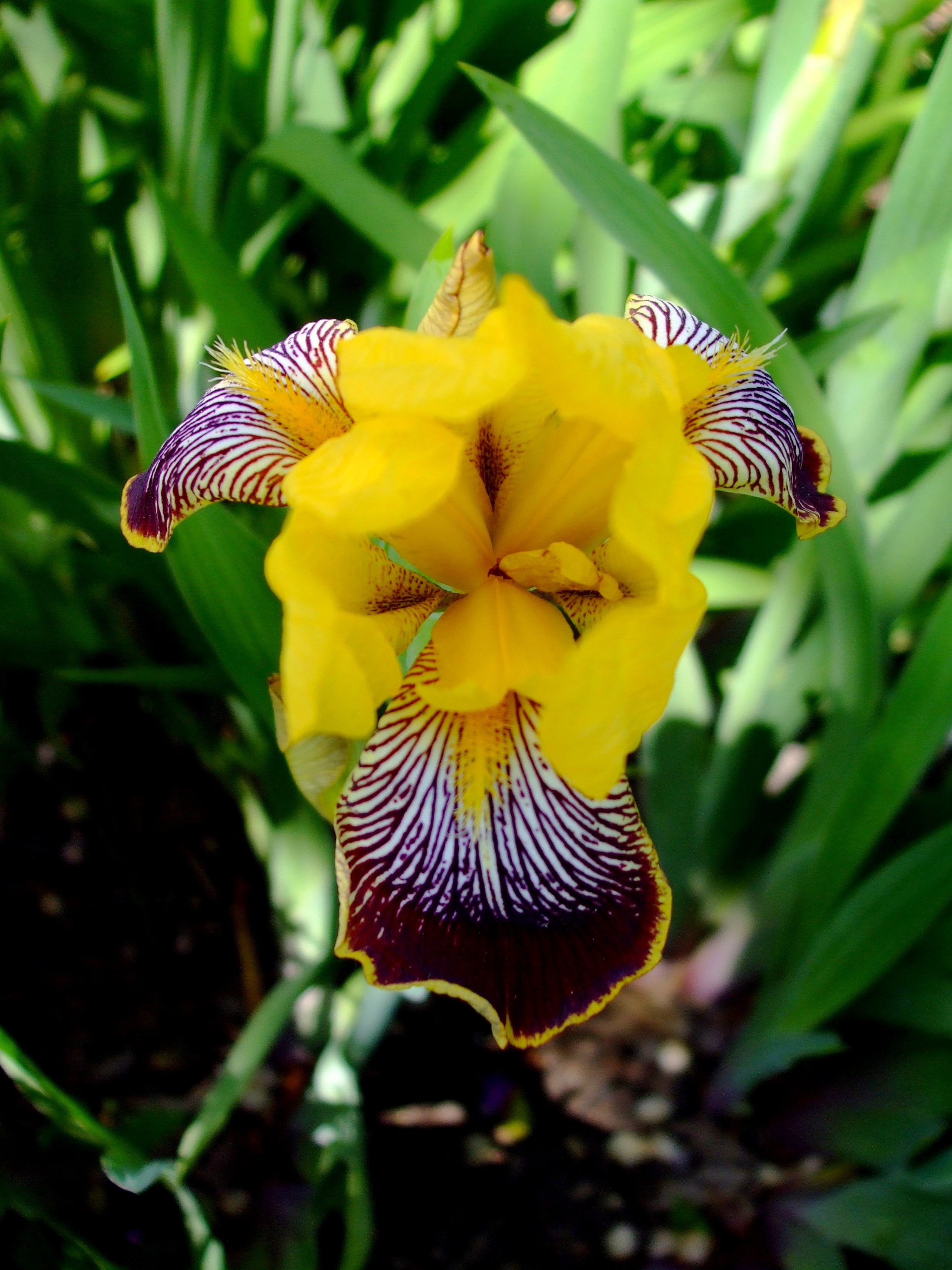 Yellow Iris | Pics4Learning