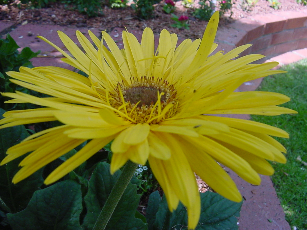 Yellow Gerber Daisy | Pics4Learning