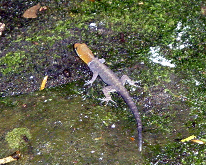 Yellow-headed lizard | Pics4Learning